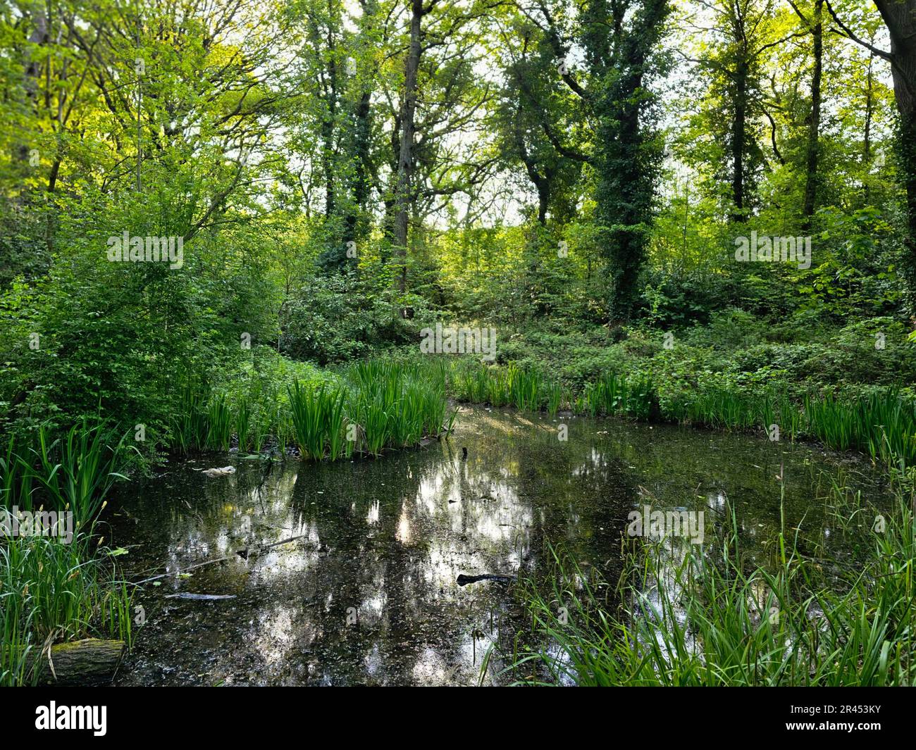A tranquil pond with lush green foliage surrounding it is visible on a ...