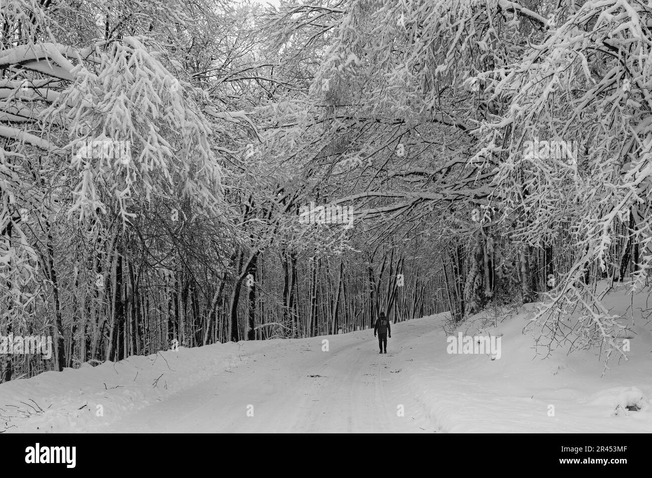 A scenic view of a person walking in a forest covered with snow in ...