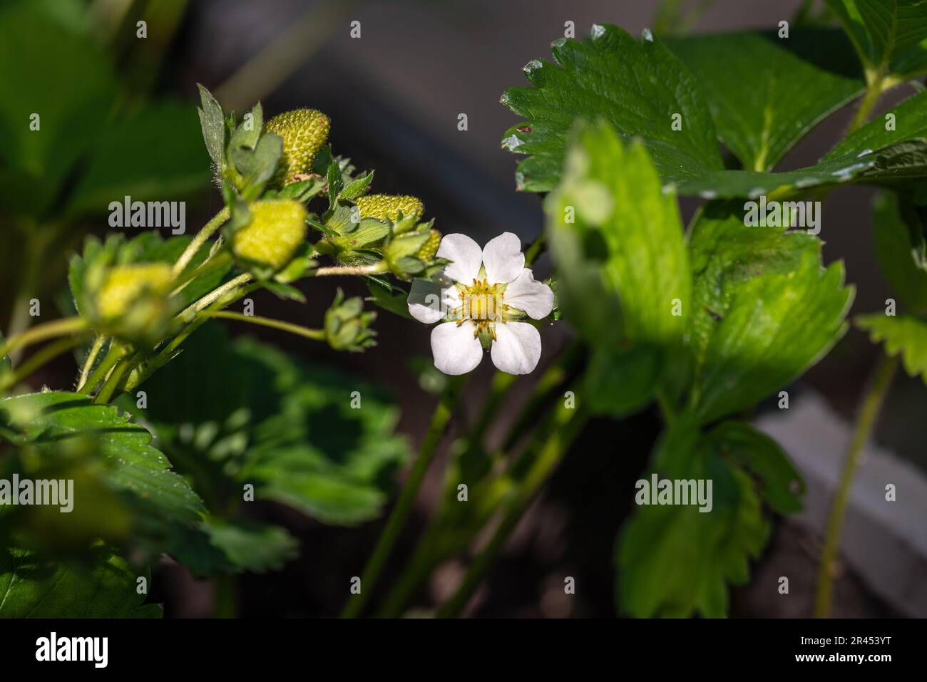 Green strawberry growth from a home garden Stock Photo - Alamy