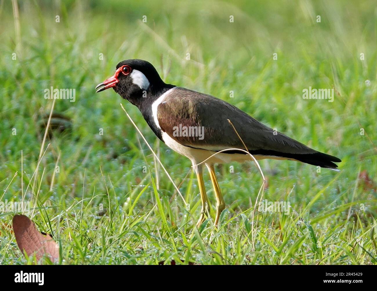 A closeup photograph of a Red-wattled lapwing bird Stock Photo - Alamy