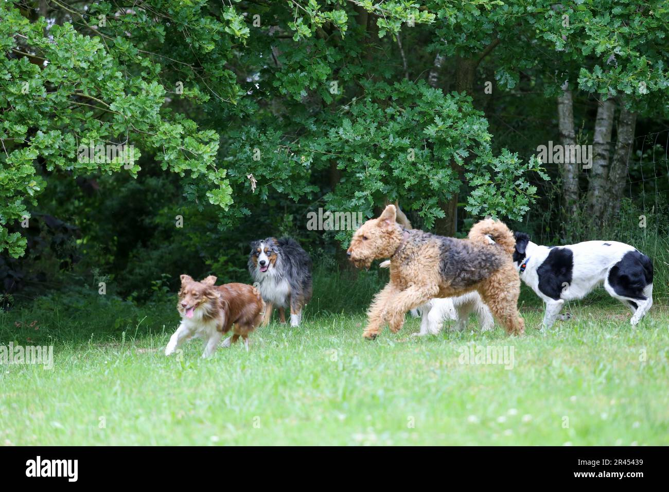 A group of happy, energetic canines frolic in a lush green meadow on a ...