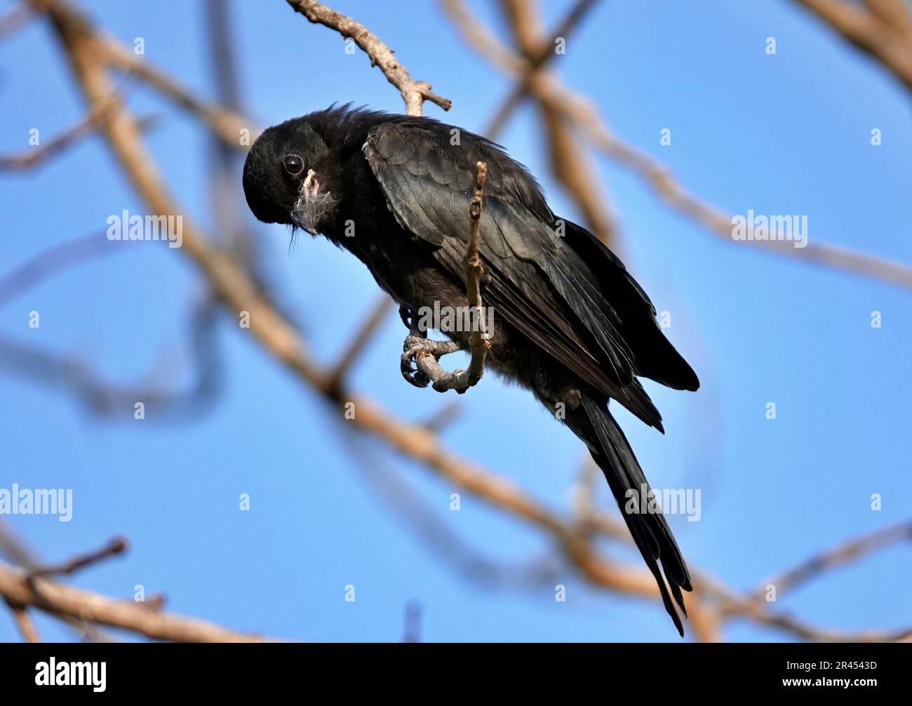 A high-quality shot of a Southern black flycatcher taken in close ...