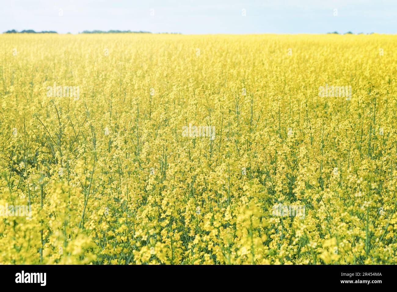 Blooming yellow rapeseed field. Agricultural field with rapeseed plants ...