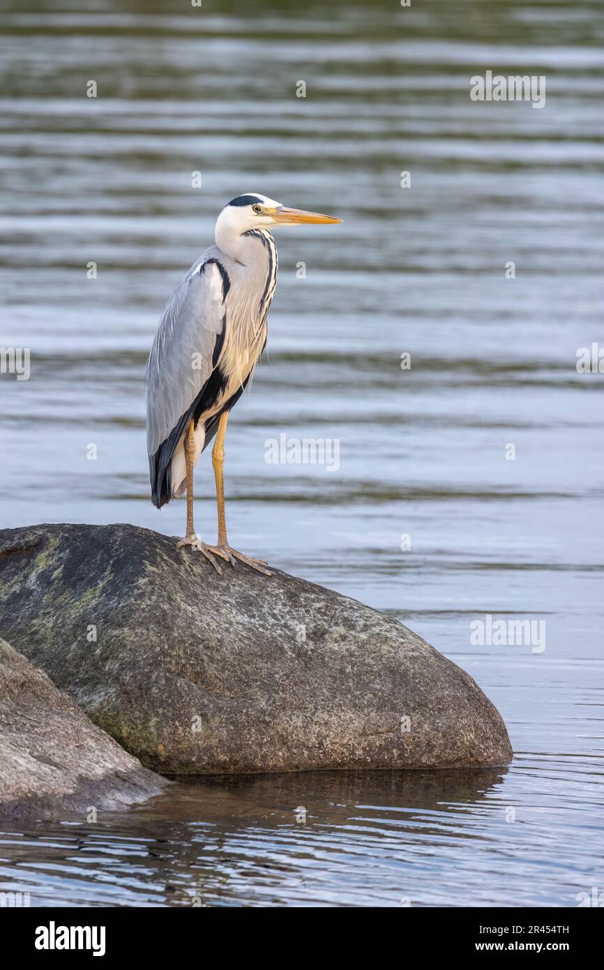 Grey body and wings hi-res stock photography and images - Alamy