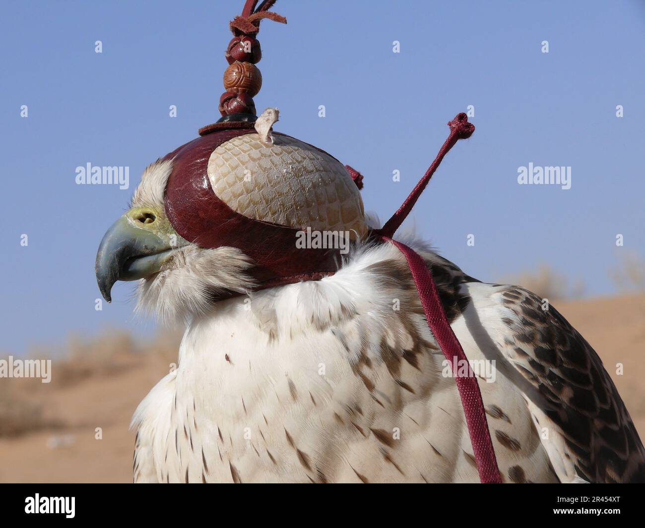 Cap falcon hi-res stock photography and images - Alamy