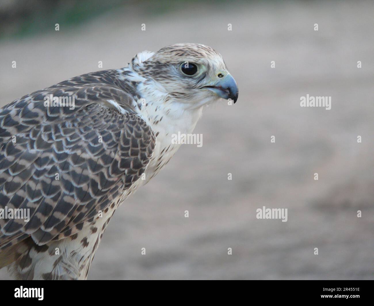 Saker falcon closeup falco hi-res stock photography and images - Alamy