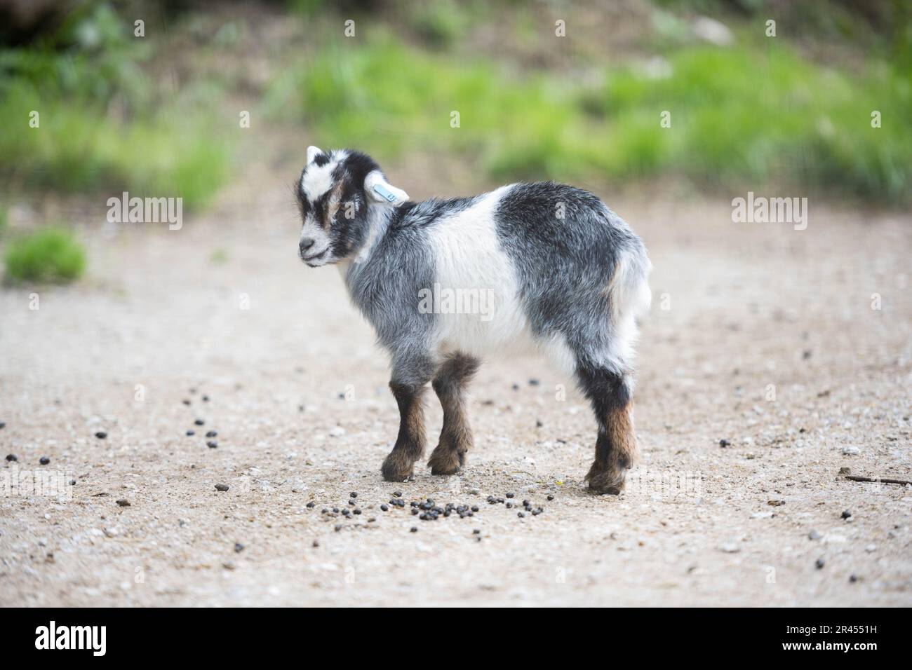Goat gaze hi-res stock photography and images - Alamy