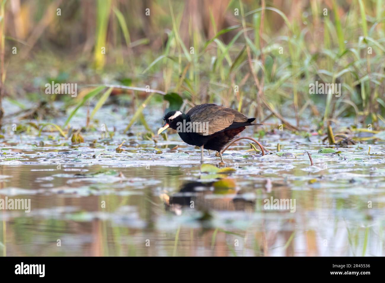 Bronze-winged jacana (Metopidius indicus) observed in Gajoldaba in West ...