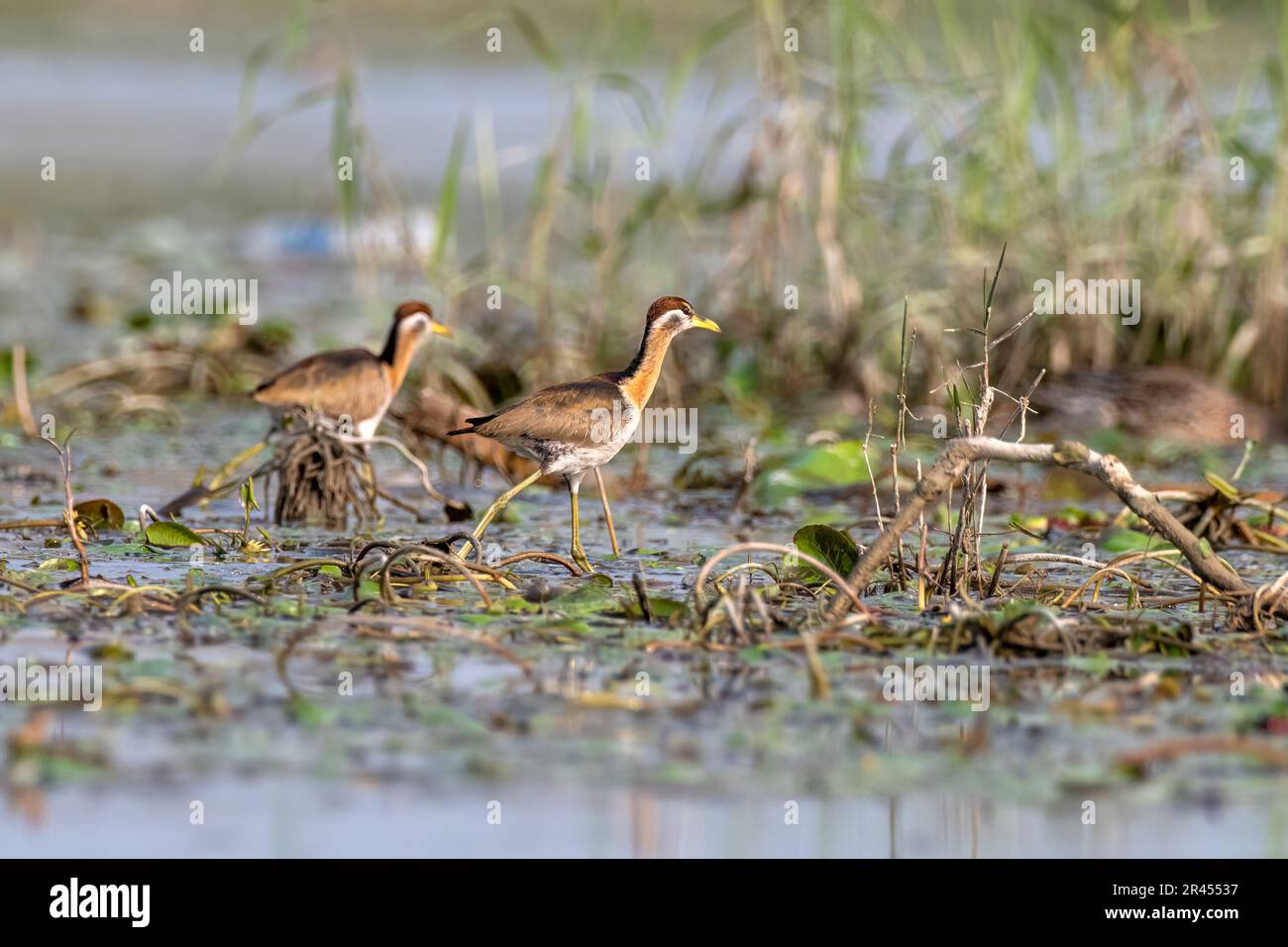 Bronze-winged jacana (Metopidius indicus) observed in Gajoldaba in West ...