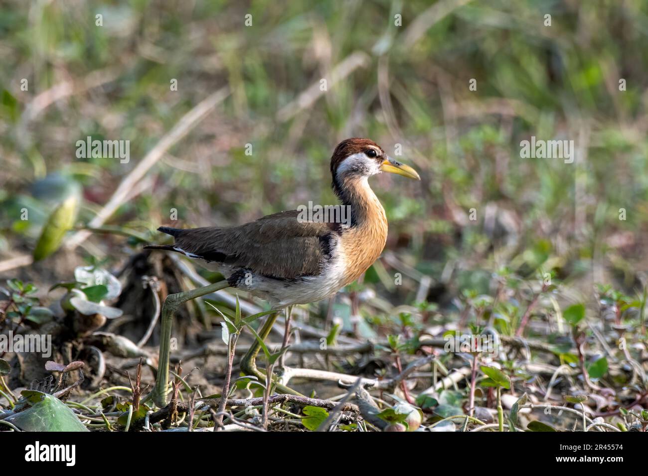 Bronze winged jacanas hi-res stock photography and images - Alamy