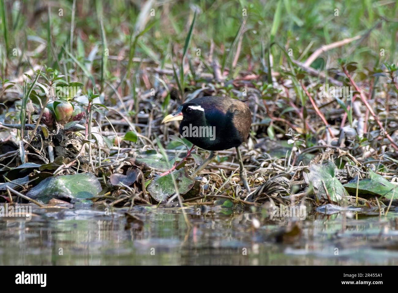 Bronze-winged jacana (Metopidius indicus) observed in Gajoldaba in West ...
