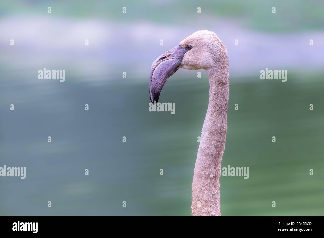 A macro photograph of a Greater flamingo showing its vibrant pink ...