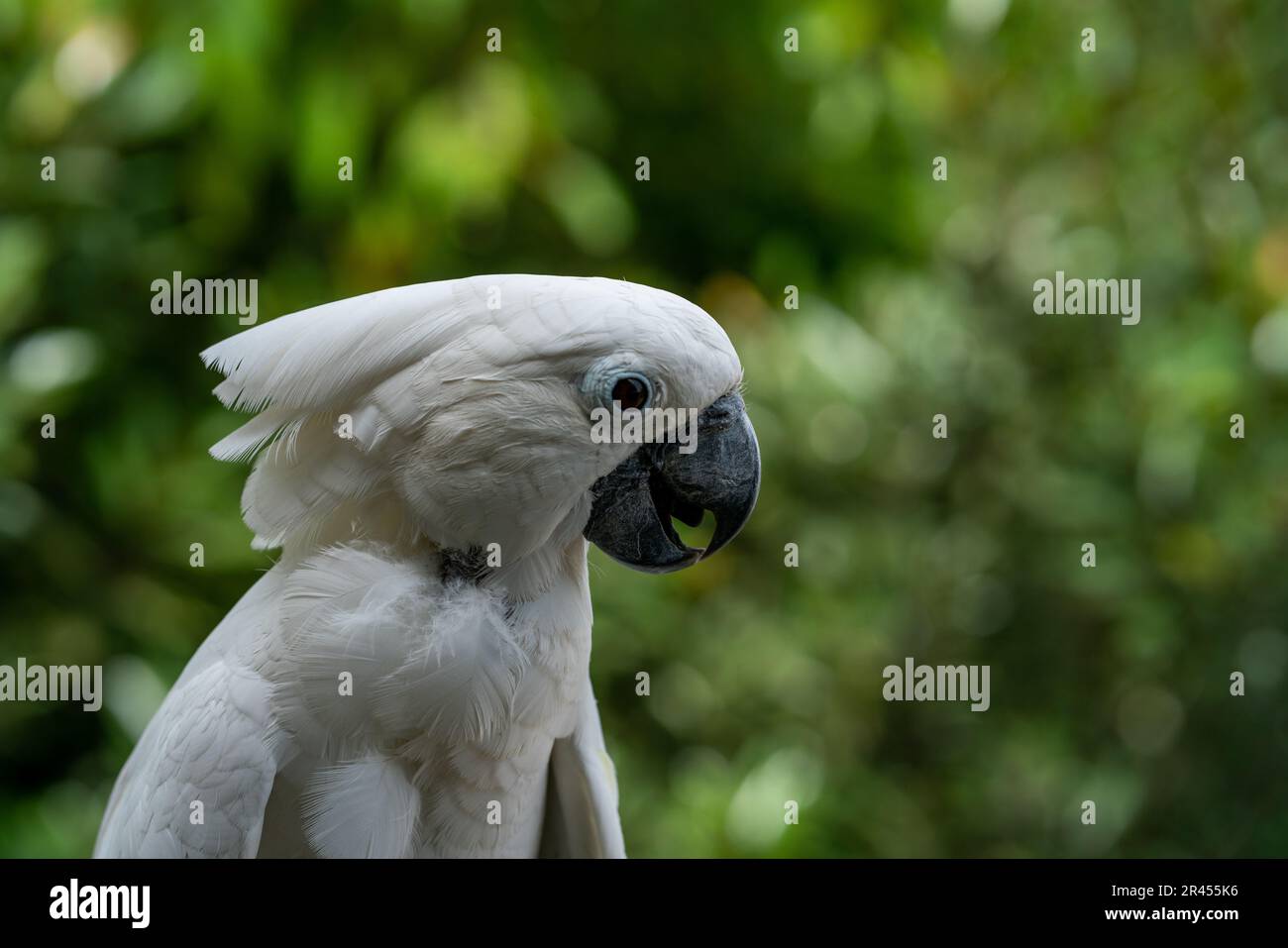 A close-up image of an adult white cockatoo, with its bright white ...