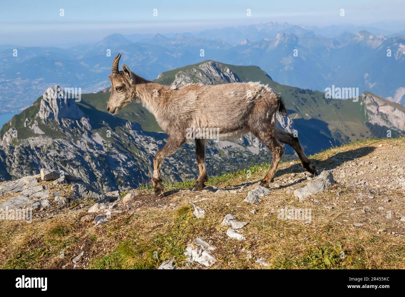 An alpine ibex strides gracefully across a snow-covered mountain range ...