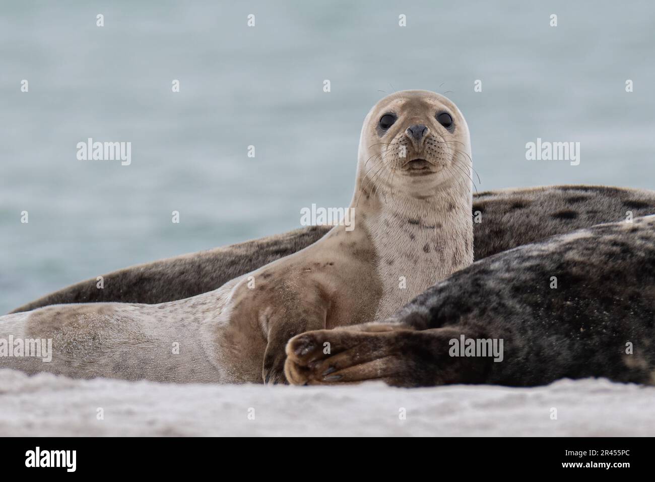 A young grey seal looking at the camera with its big round eyes Stock ...