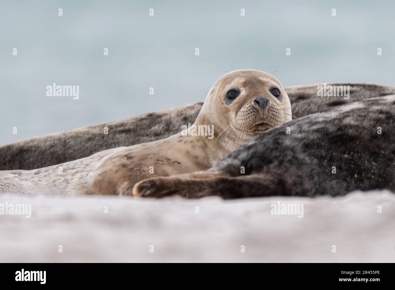 A young grey seal looking at the camera with its big round eyes Stock ...