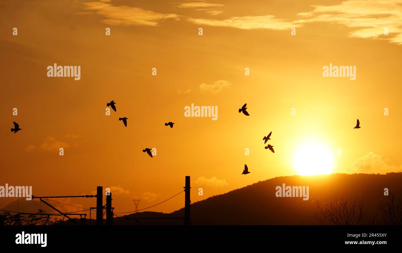 A massive congregation of birds silhouetted against a striking backdrop ...
