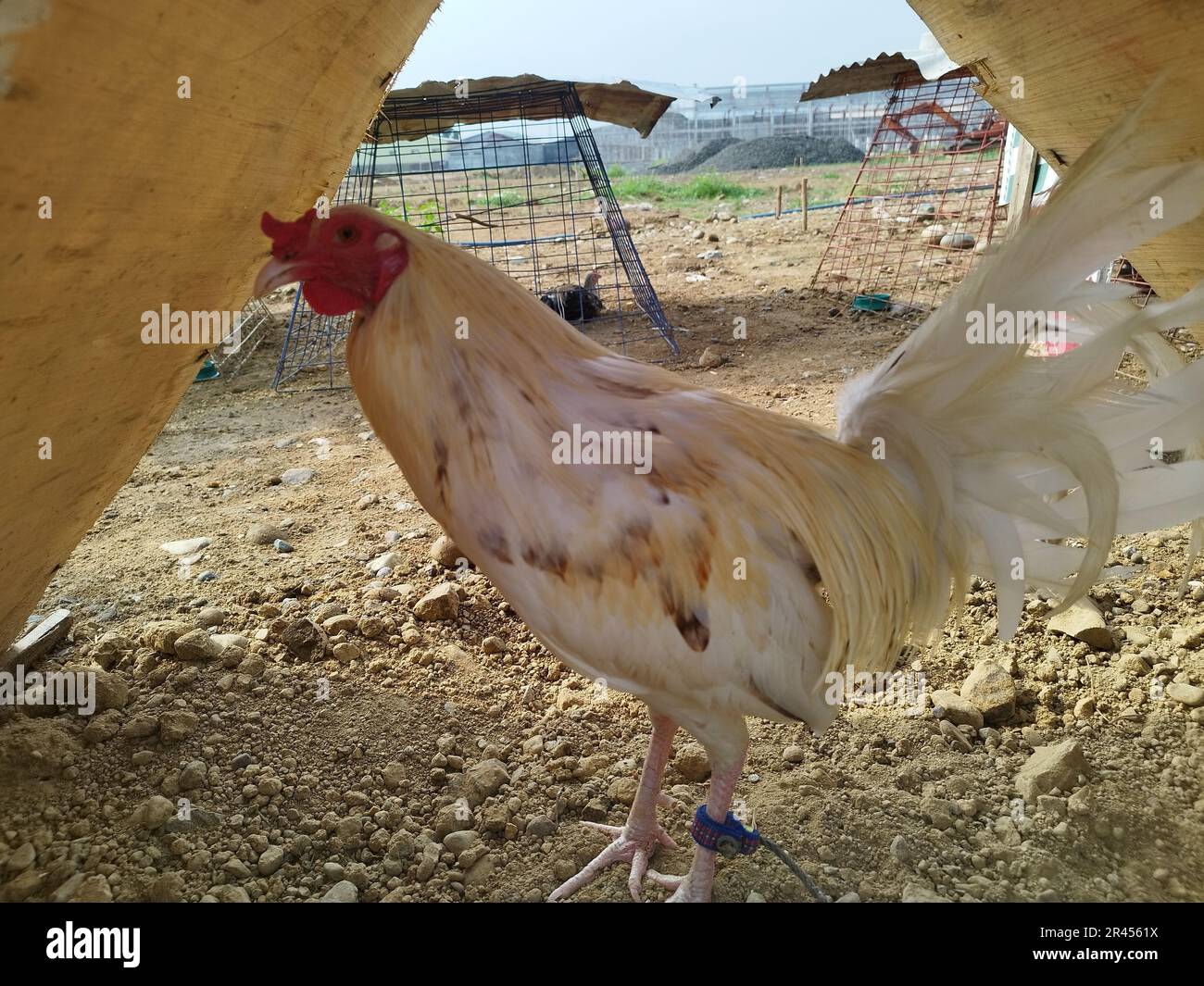 A white rooster stands in a rural area, sheltered by a rustic wooden ...