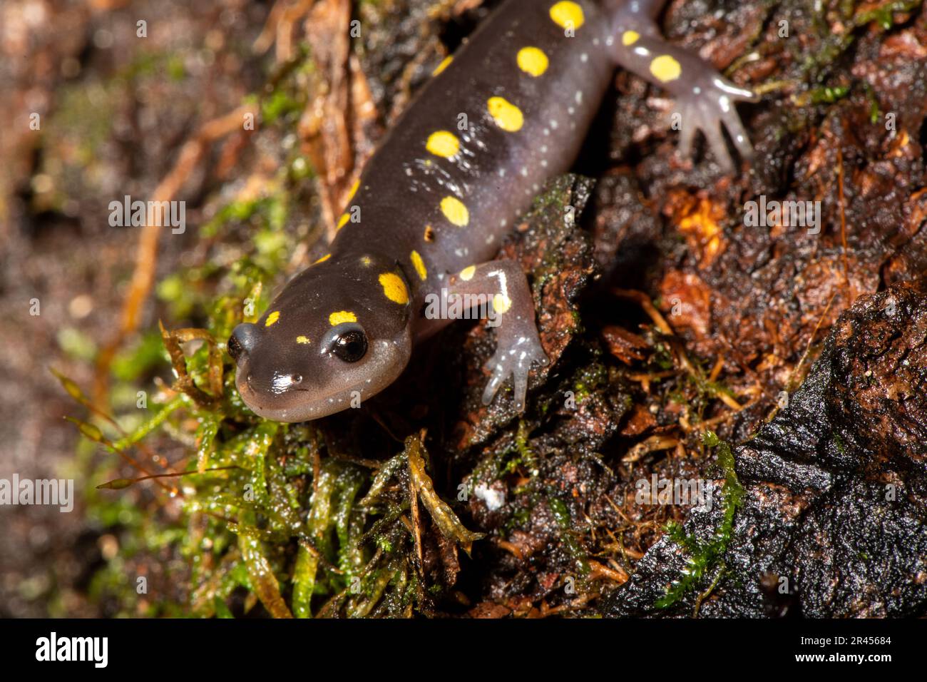 Spotted salamander next to vernal pool Stock Photo - Alamy