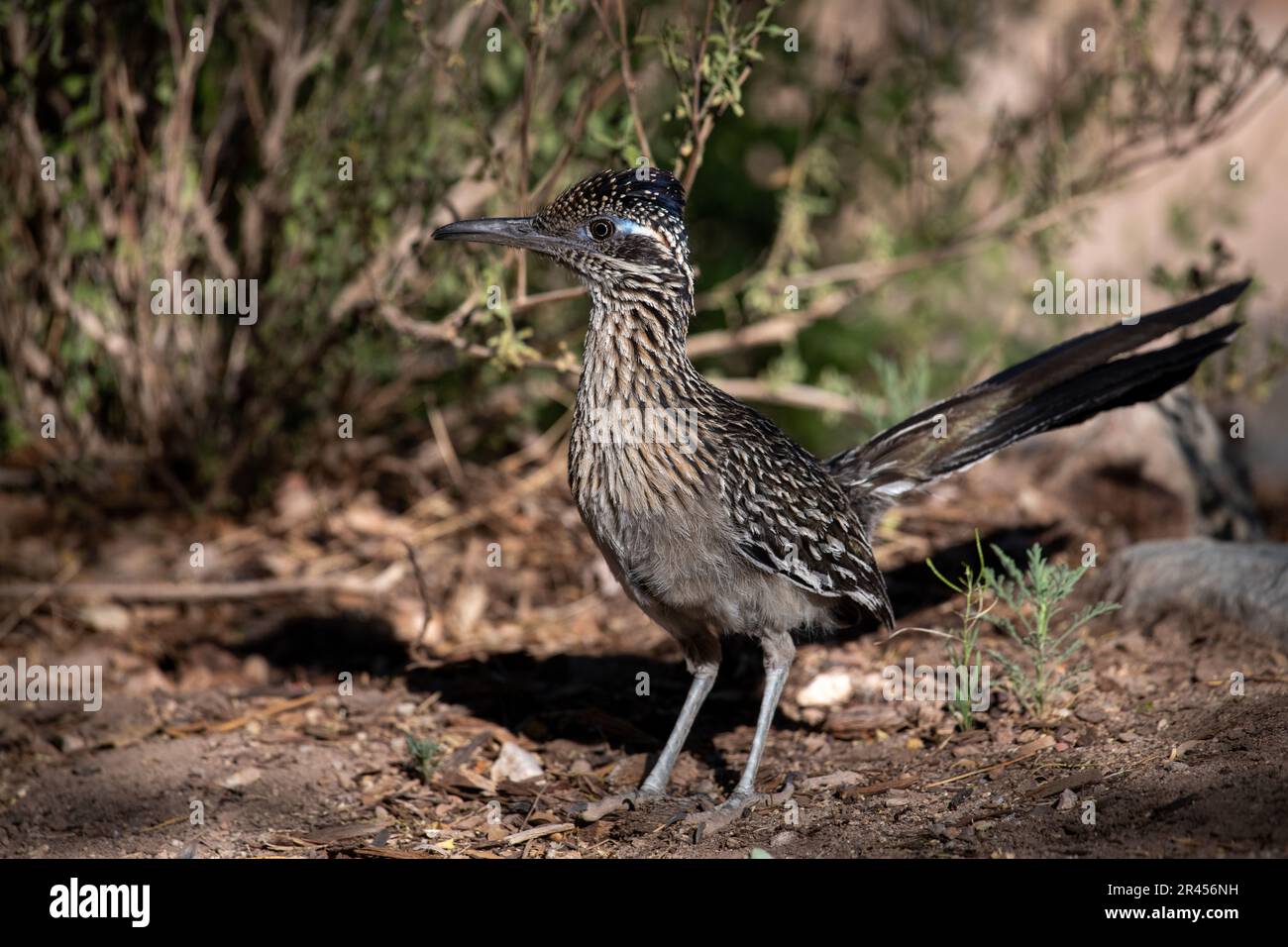 Roadrunner predator hi-res stock photography and images - Alamy