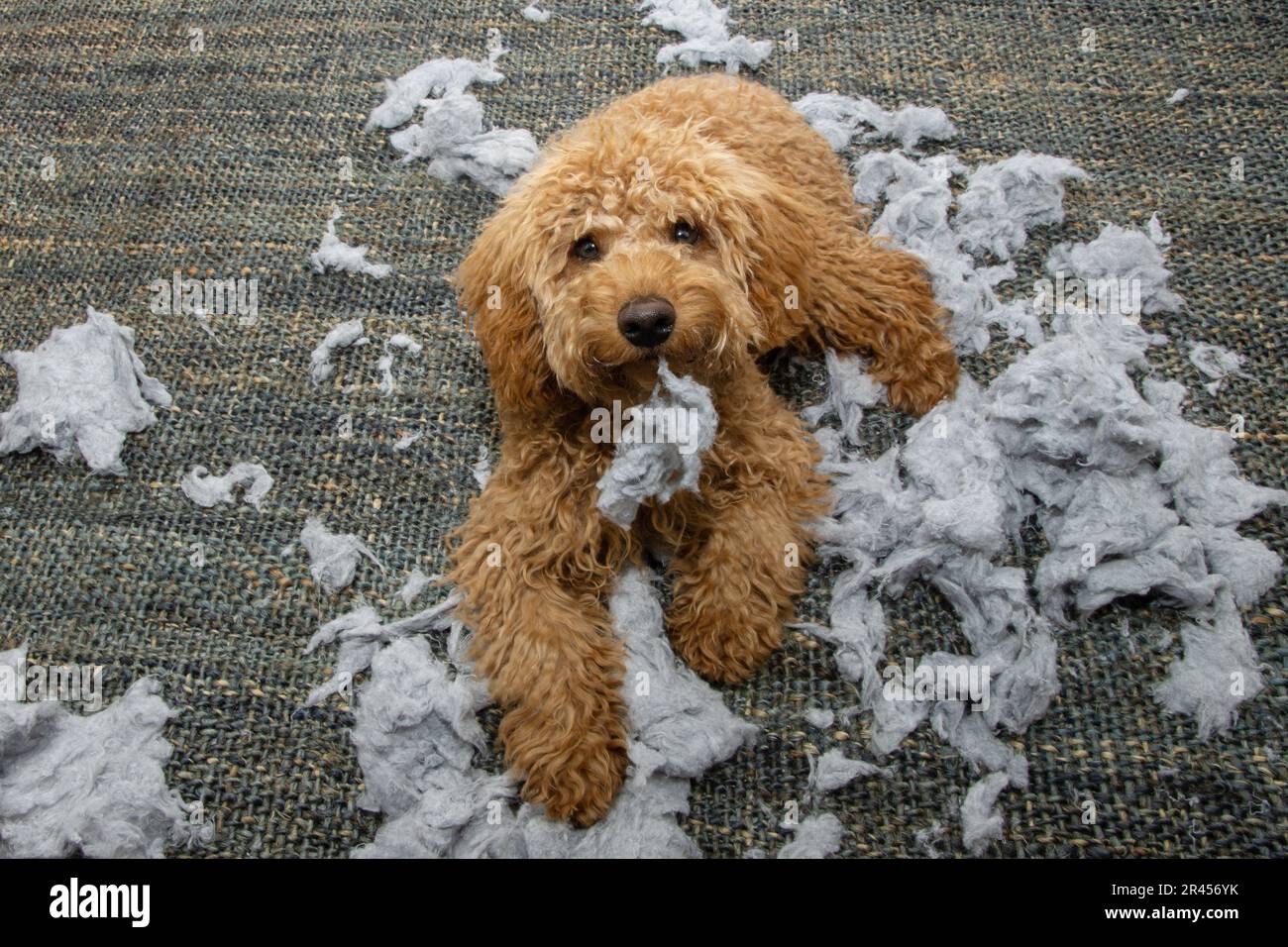 Poodle puppy dog caught red-handed biting a cushion or furniture with ...