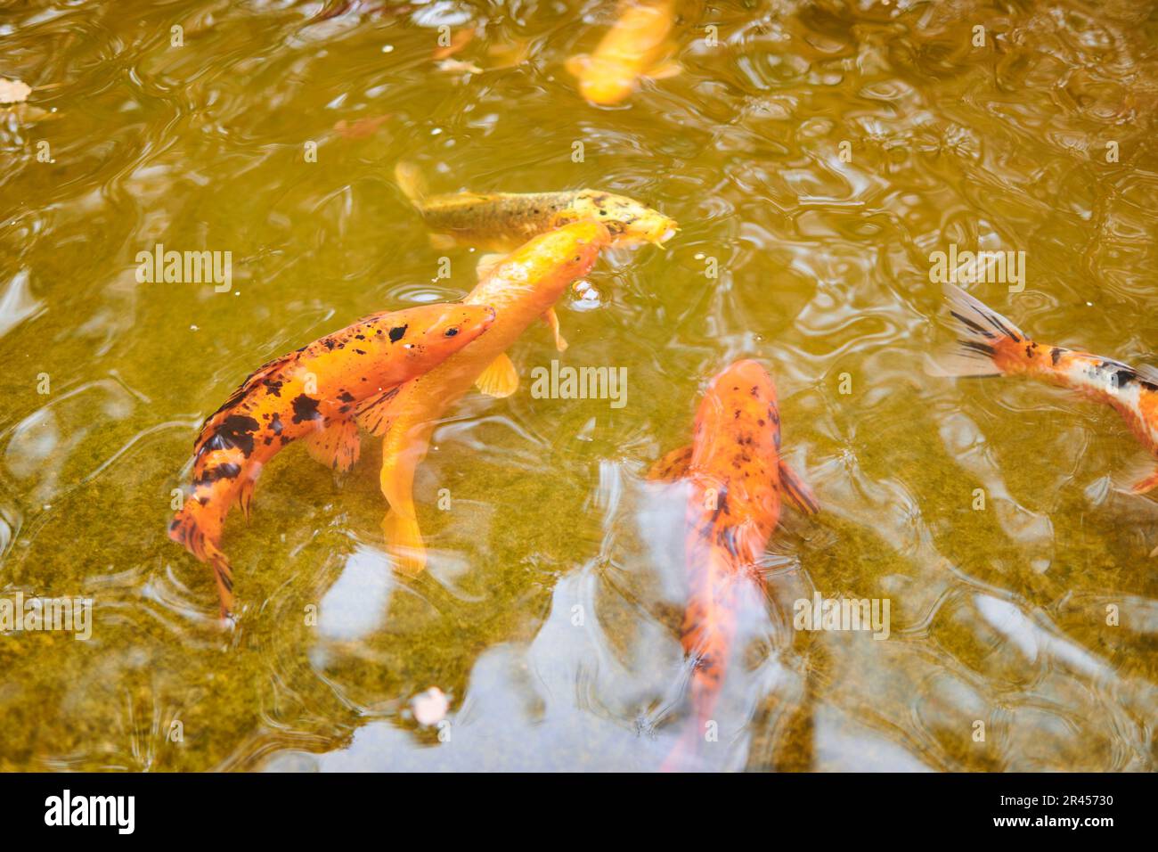 A school of coy fish swimming in a pond Stock Photo - Alamy