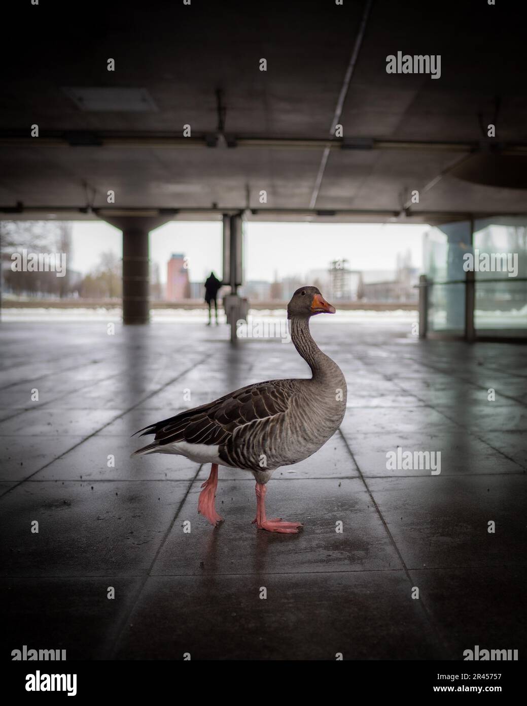 A greylag goose is walking along a wet pavement under a bridge Stock ...