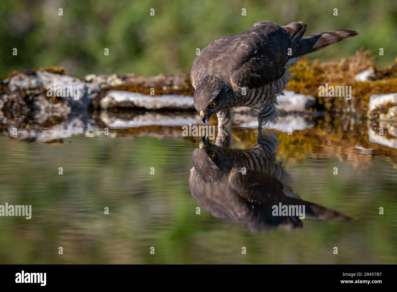 Female Sparrowhawk drinking from a pool of water with perfect ...