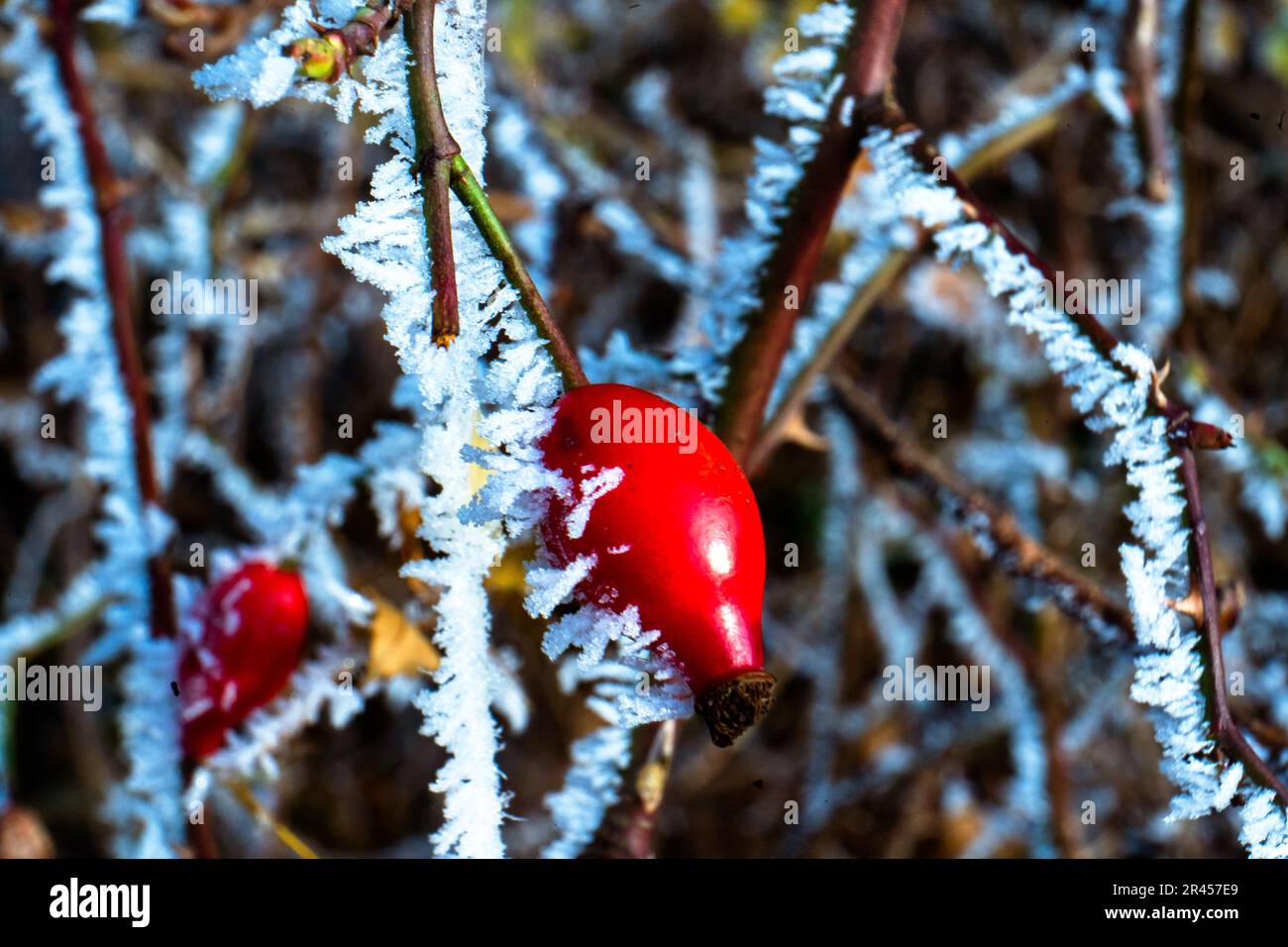 Vibrant rose hips hi-res stock photography and images - Alamy