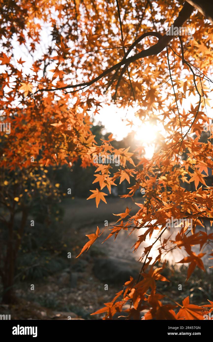The Japanese maple tree branch with vibrant autumn foliage in warm ...