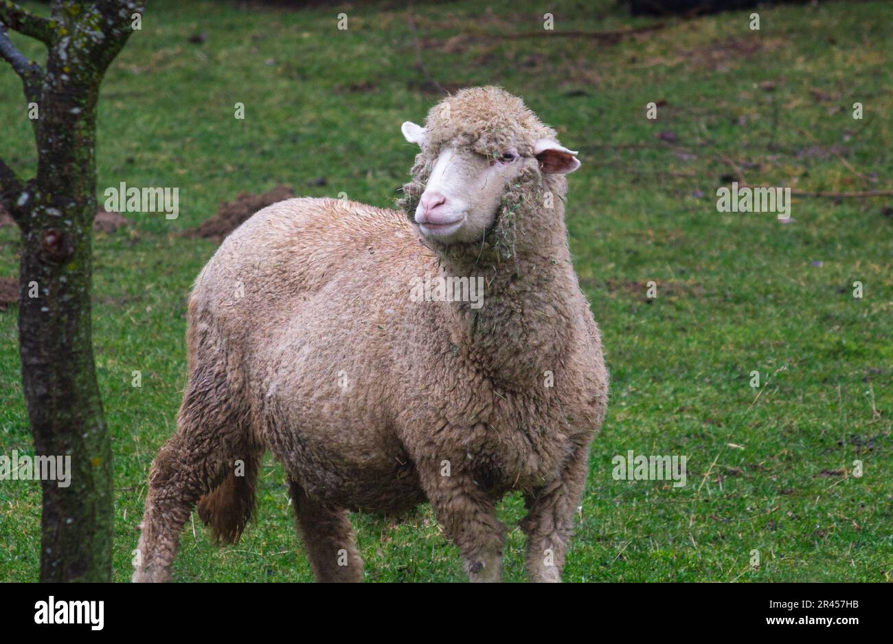 A white sheep is standing peacefully in a lush meadow of green grass ...