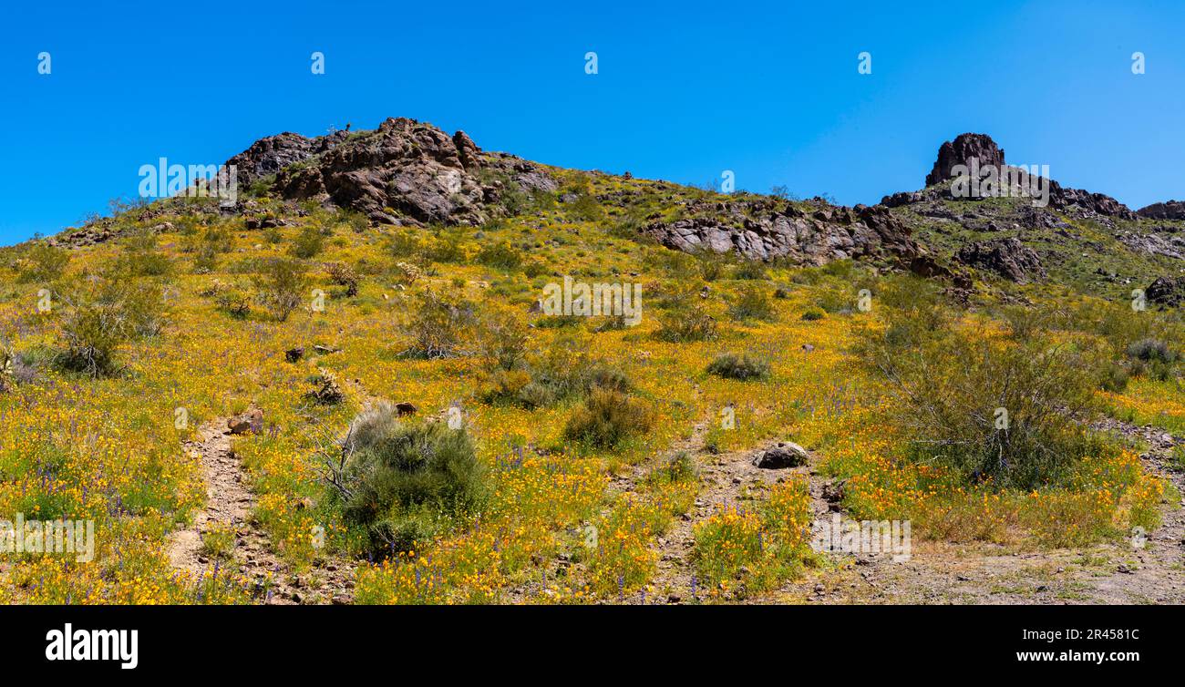 Spring wildflowers bloom in the desert, along the Oatman Highway, north ...