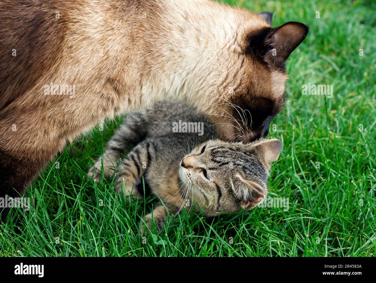 Adult cat kissing a little kitten Stock Photo - Alamy