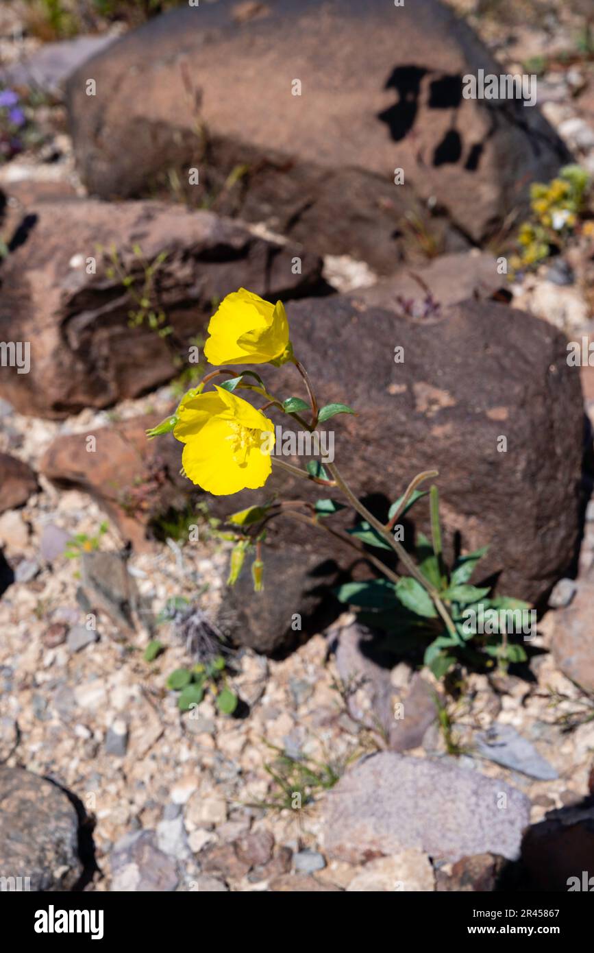 Arizona Poppy (Kallstroemia grandiflora). Spring wildflowers bloom in ...