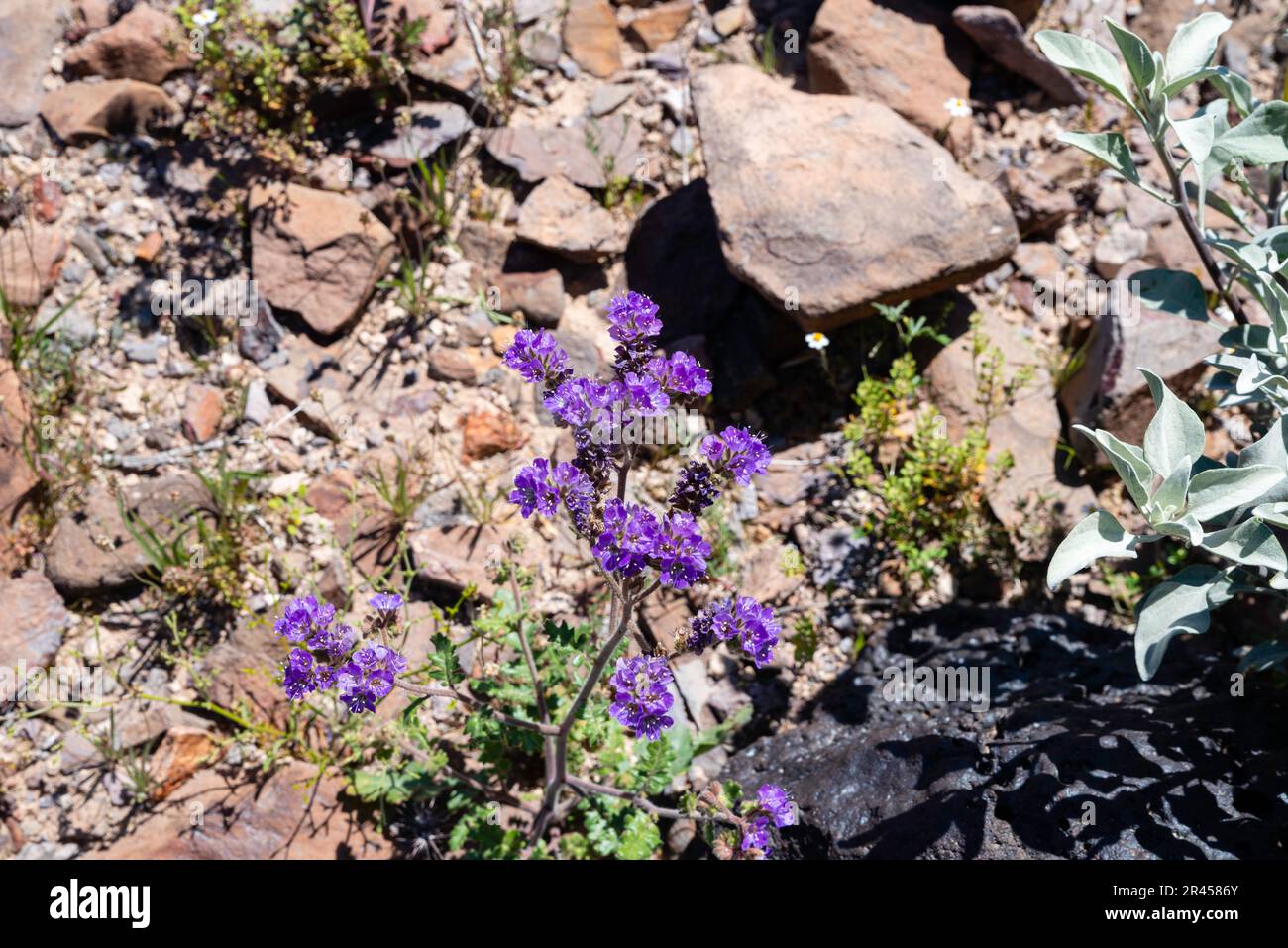 Blue Phacelia, Wild Heliotrope, Scorpionweed (Phacelia distans). Spring ...