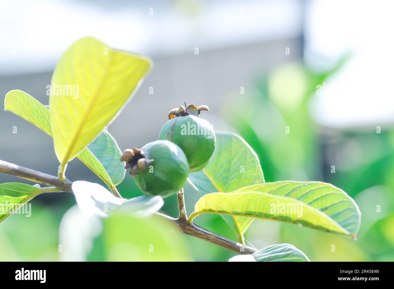 Guava tree indoor hi-res stock photography and images - Alamy