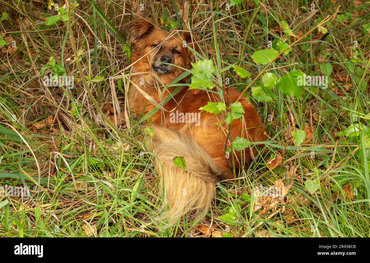 Napping grass hi-res stock photography and images - Alamy