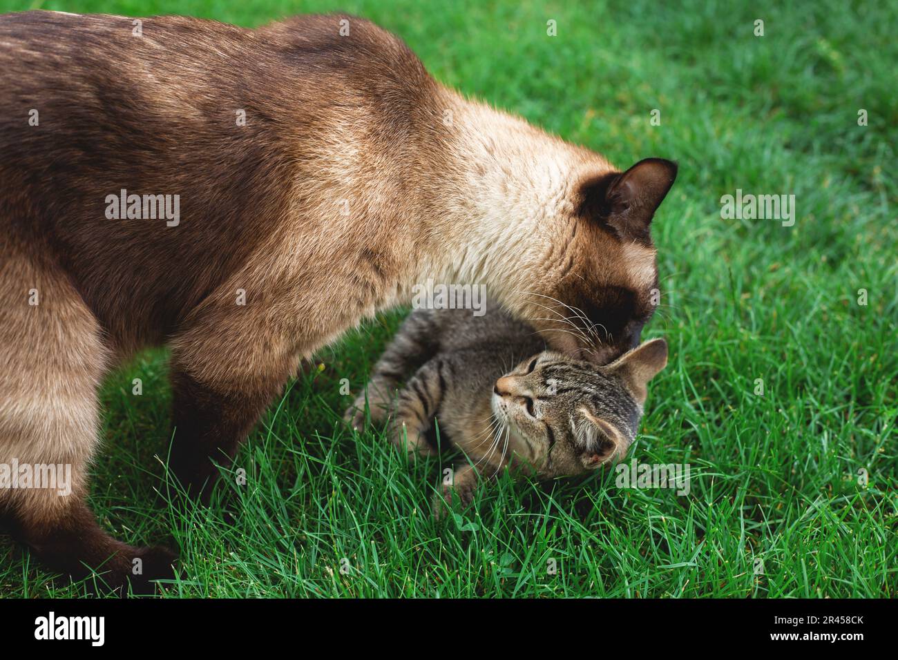 Adult cat kissing a little kitten Stock Photo - Alamy
