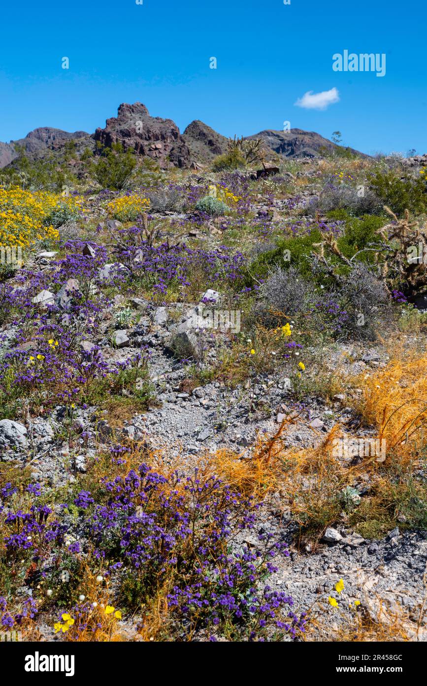 Spring wildflowers bloom in the desert, along the Oatman Highway, south ...