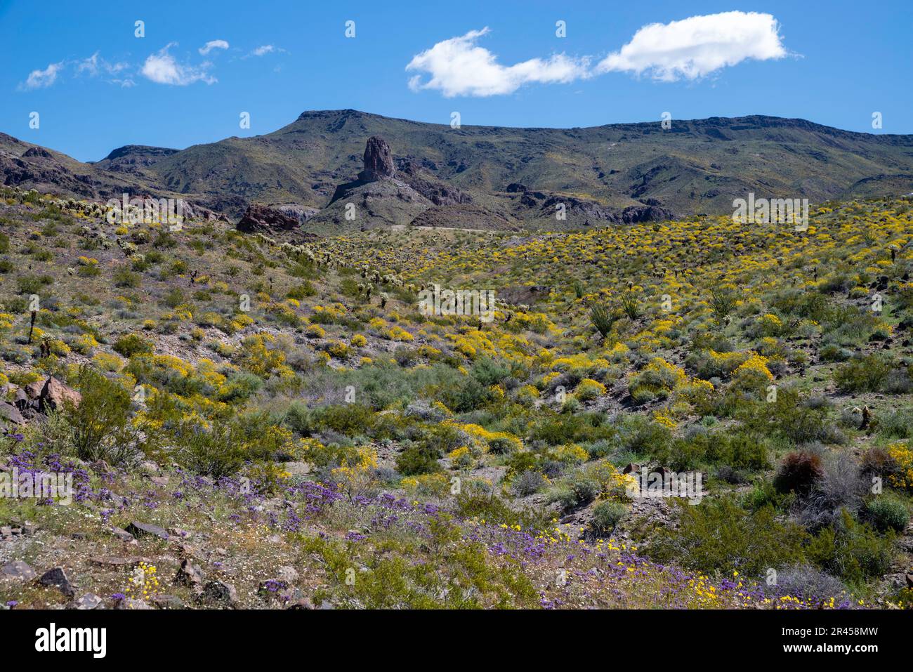 Spring wildflowers bloom in the desert, along the Oatman Highway, south ...