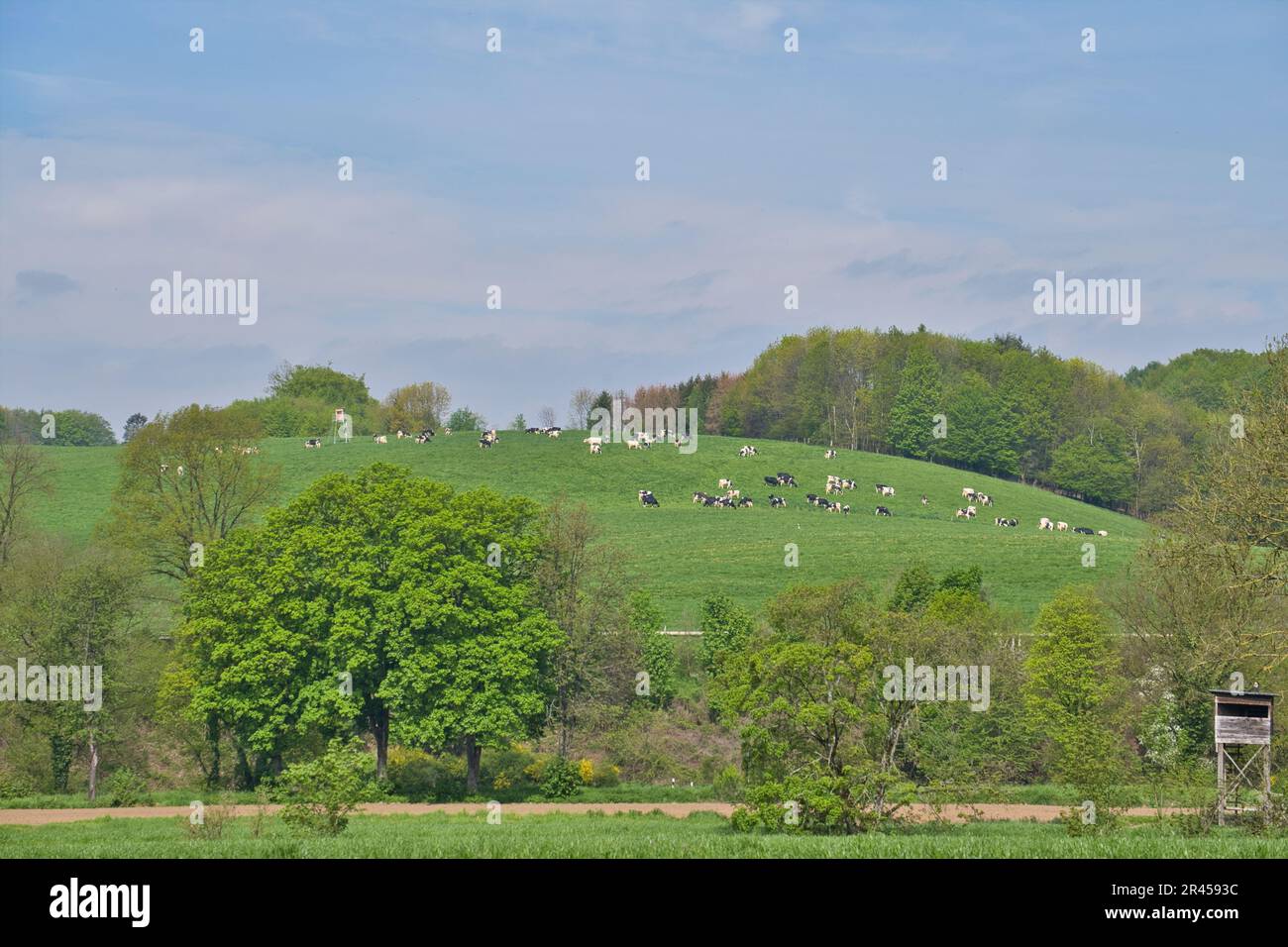grazing cattle on a hilly landscape,nature, landscape animal photo ...