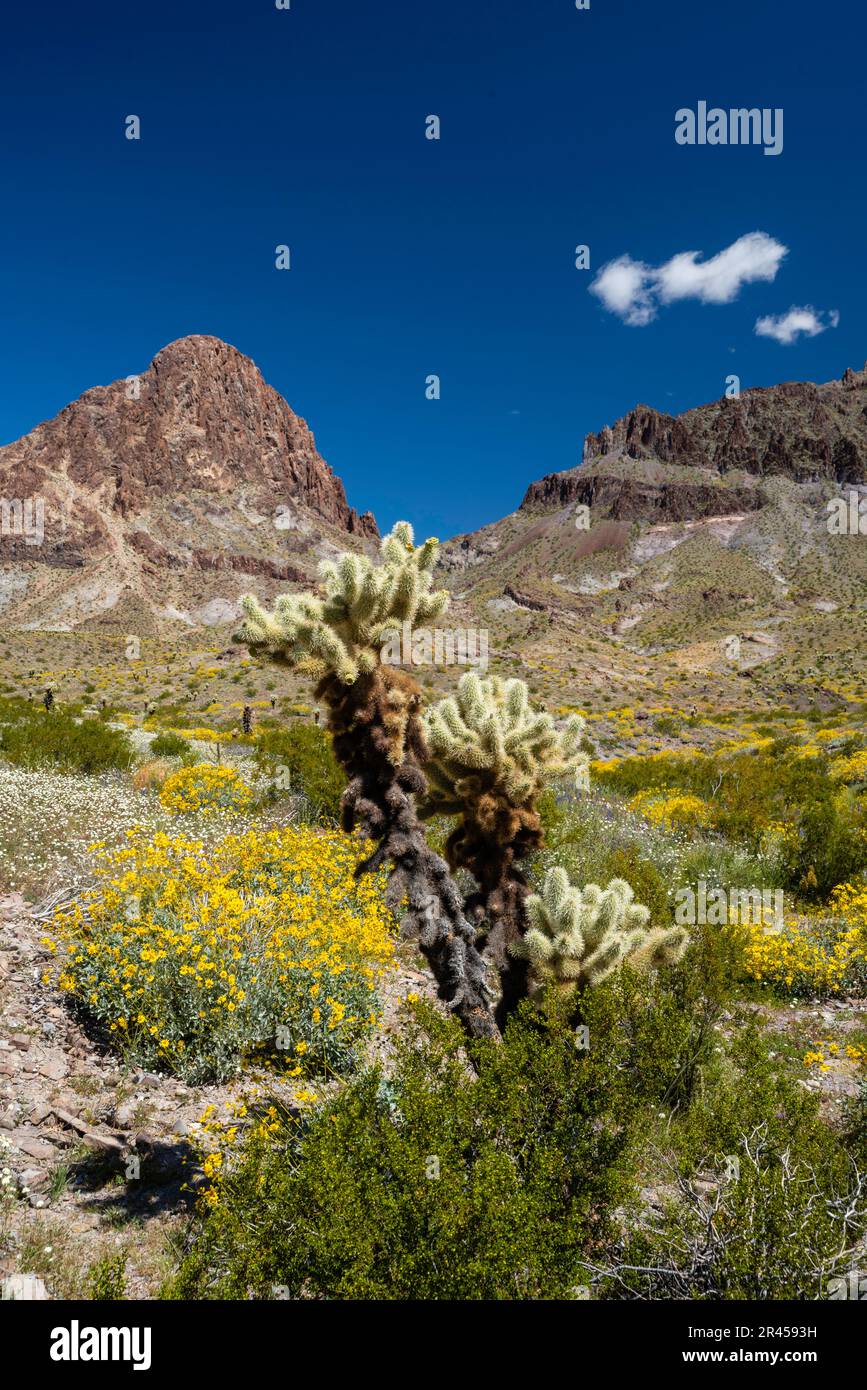 Spring wildflowers bloom in the desert, along the Oatman Highway, south ...