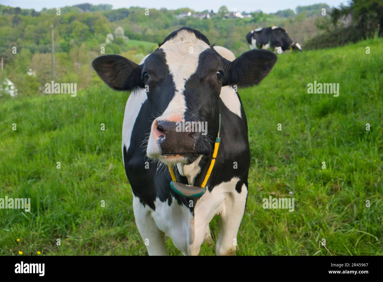 closeup of a black and white spotted cow in a pasture Stock Photo - Alamy