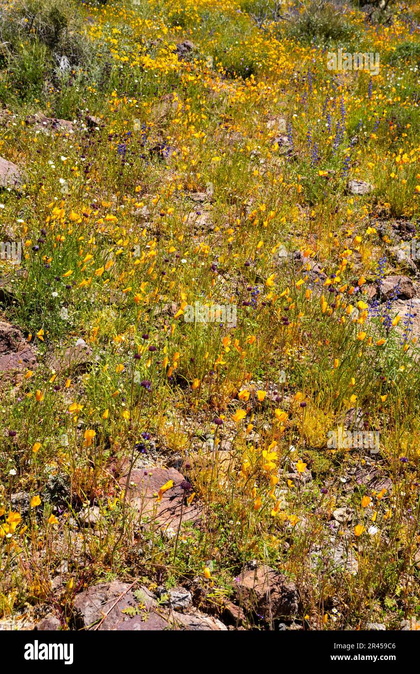 Spring wildflowers bloom in the desert, along the Oatman Highway, north ...