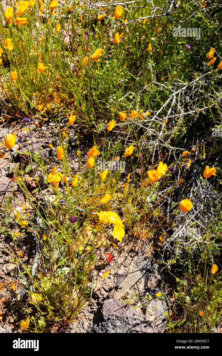 Spring wildflowers bloom in the desert, along the Oatman Highway, north ...