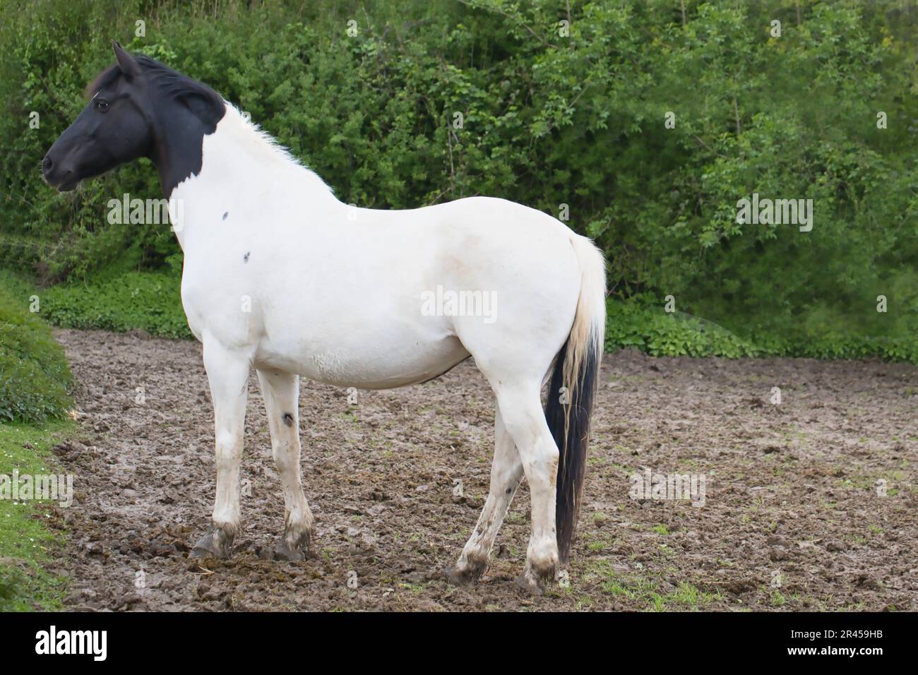 Black And White Horse Head