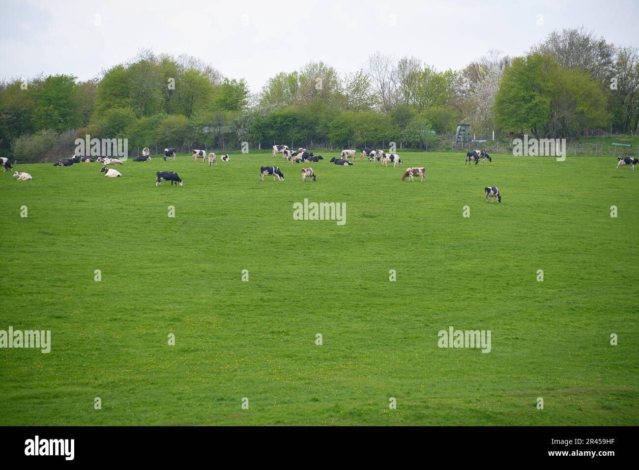 grazing cattle on a hilly landscape,nature, landscape animal photo ...