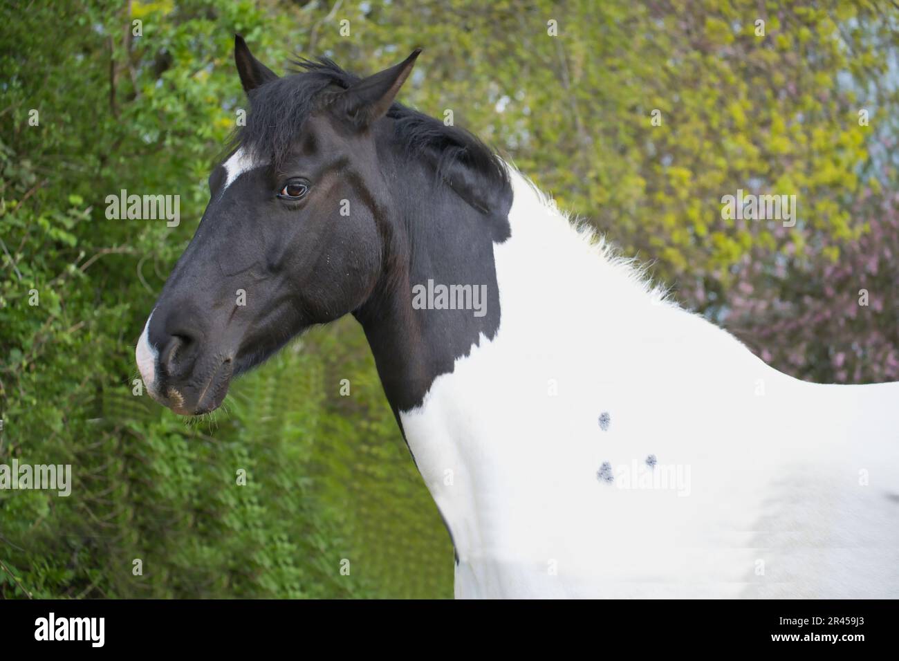 Black And White Horse Head