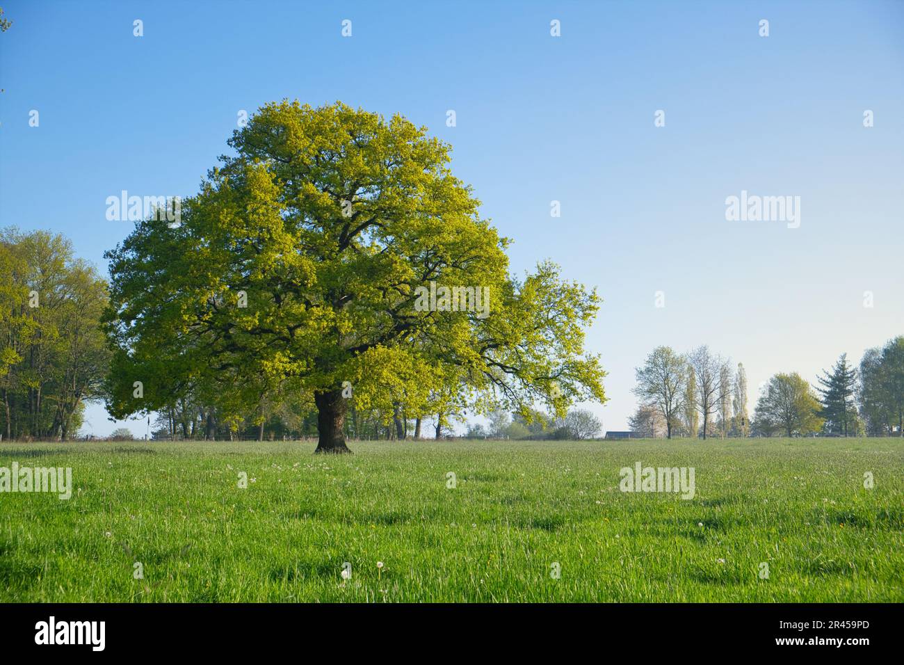 beautiful tree in the middle of a green pasture landscape, nature ...