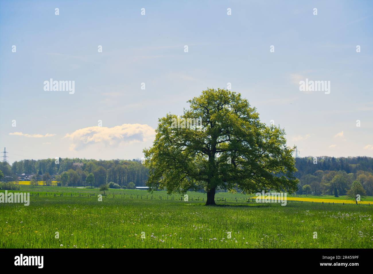 beautiful tree in the middle of a green pasture landscape, nature ...
